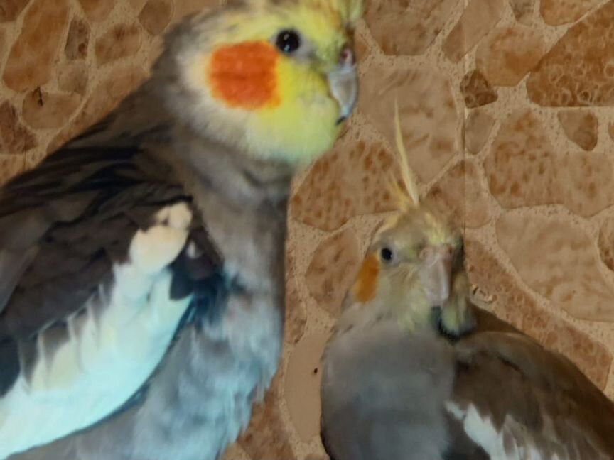 Молодая пара корелл