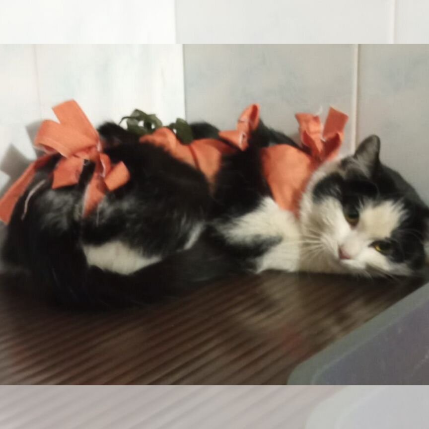 Молоденькая кошечка