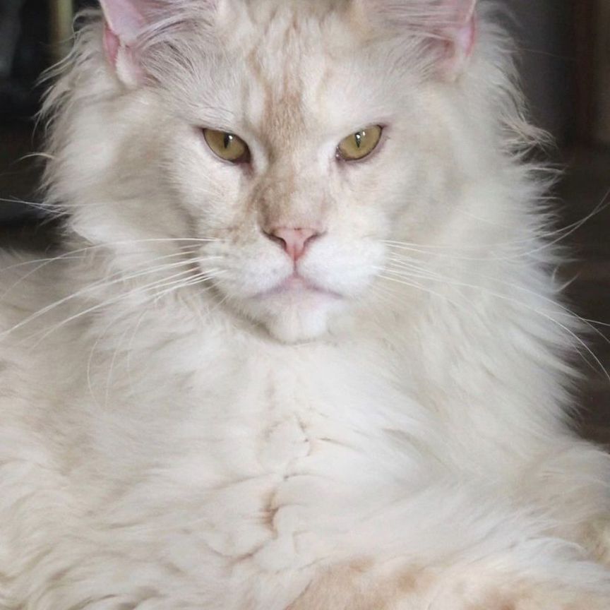 Кремовый красавец