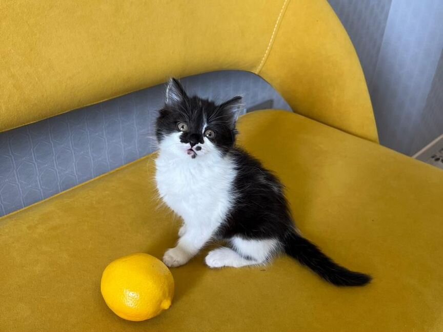 Котята