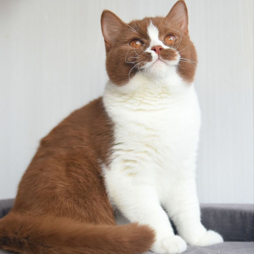 Британский короткошёрстный котёнок