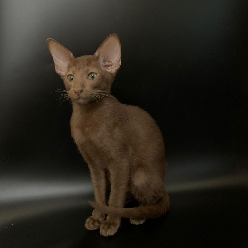 Ориентальная