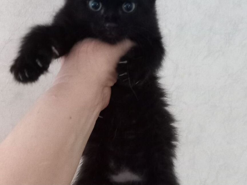 Милые угольки