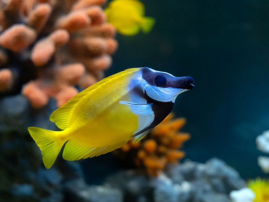 Рыбка Лисица желтая