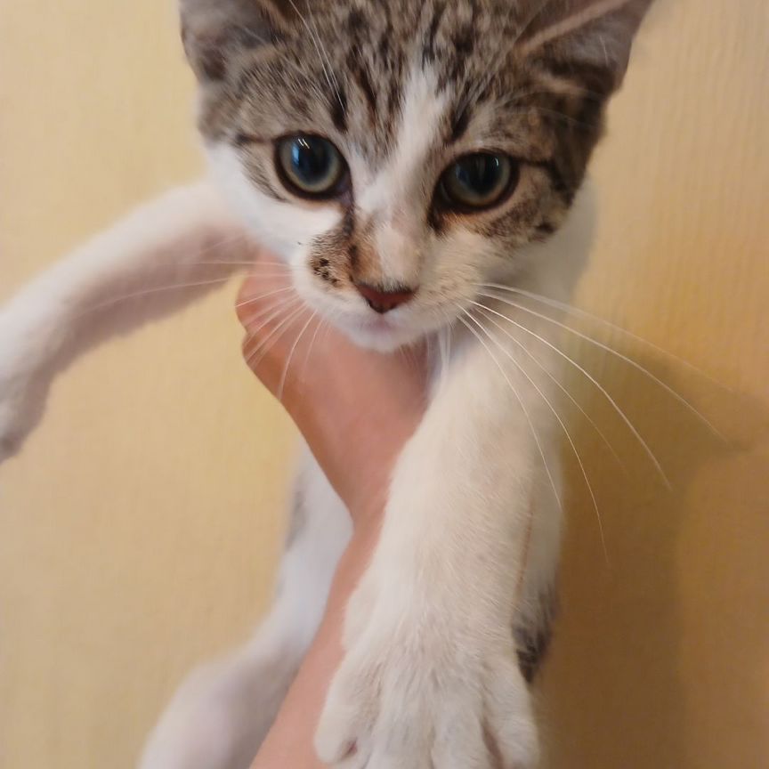 Отдам кота в добрые руки