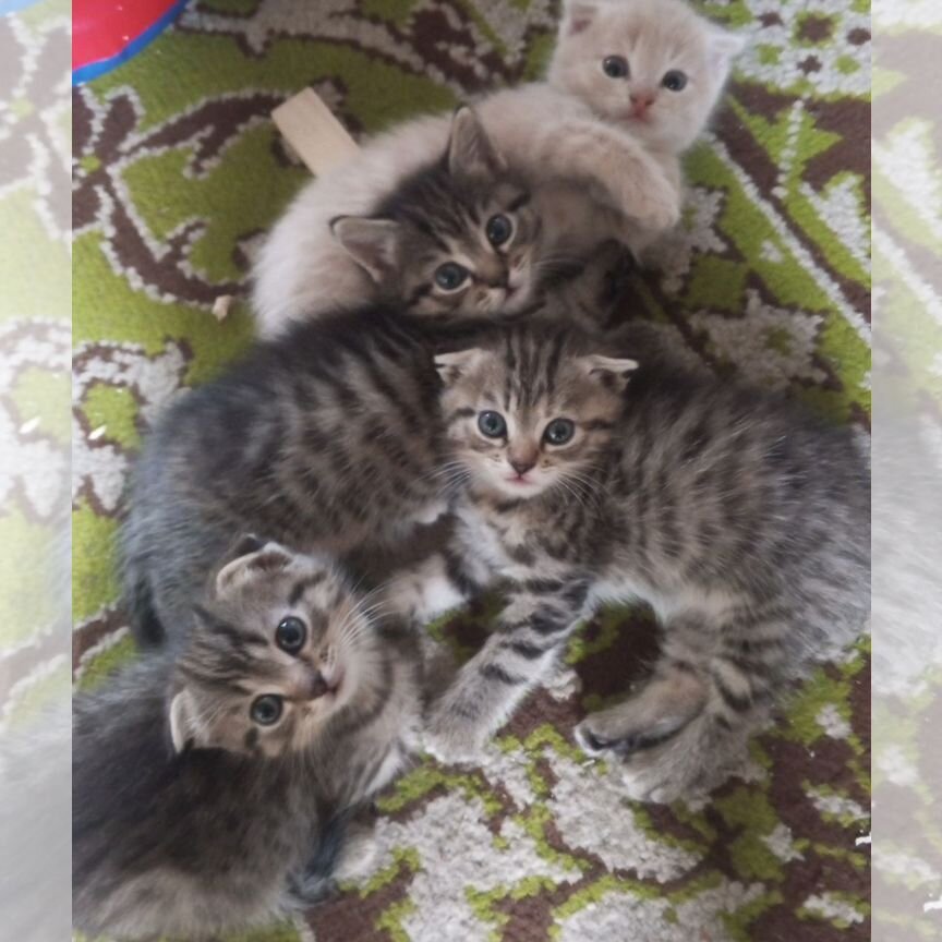 Шотландские котята