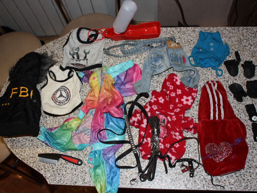 Вещи для собаки маленькой породы