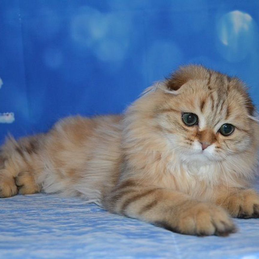 Мраморный хайлик котик
