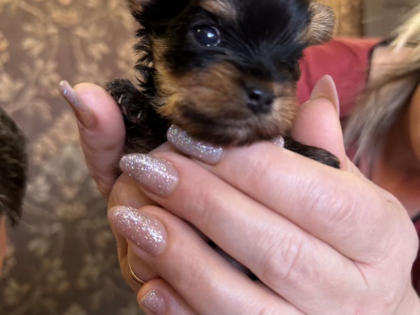 Йоркширский терьер