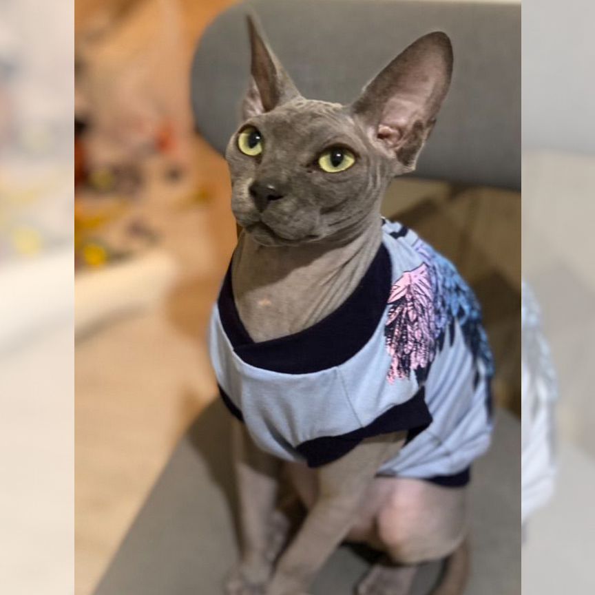 Канадский сфинкс котёнок