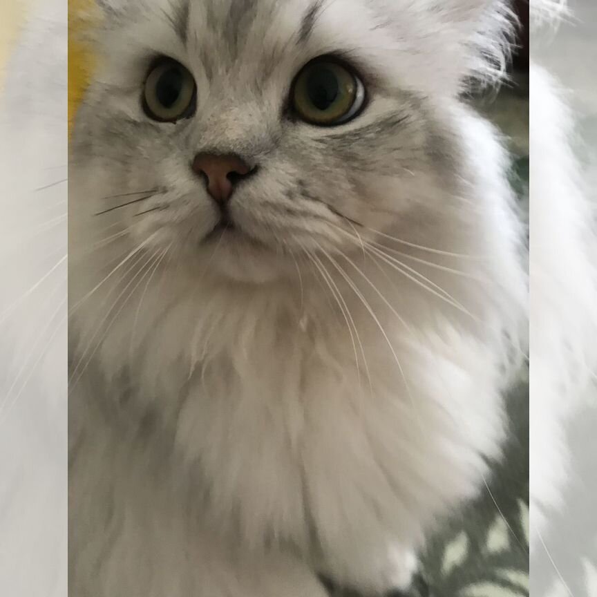 Шотландская прямоухая кошка