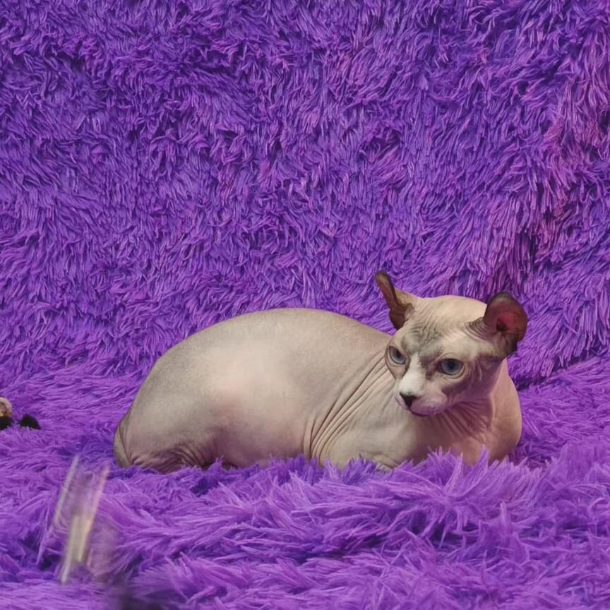 Канадский сфинкс котенок девочка