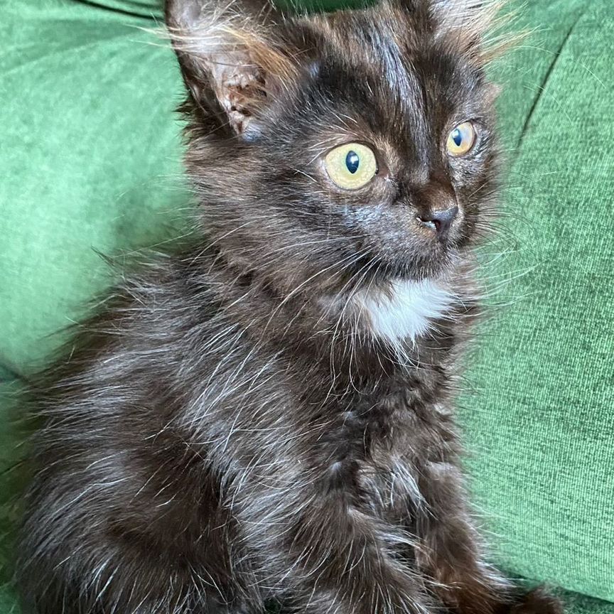 Очаровательная девочка