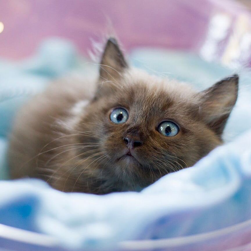 Манчкин кошечка коротконожка