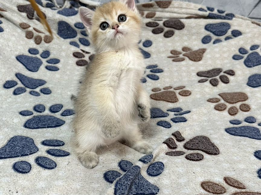 Котята золотая шиншилла