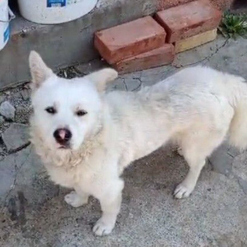 Маленькая собака мальчик. Белый