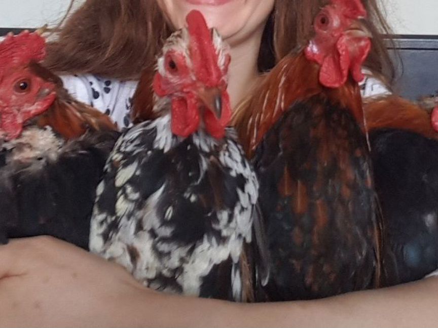 Петушки Бентамки