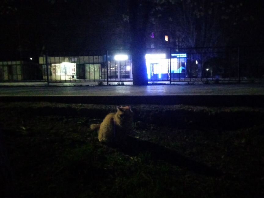 Кошка
