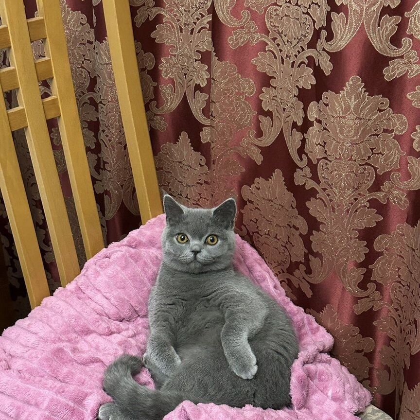 Шотландская прямоухая короткошёрстная, взрослая кошка