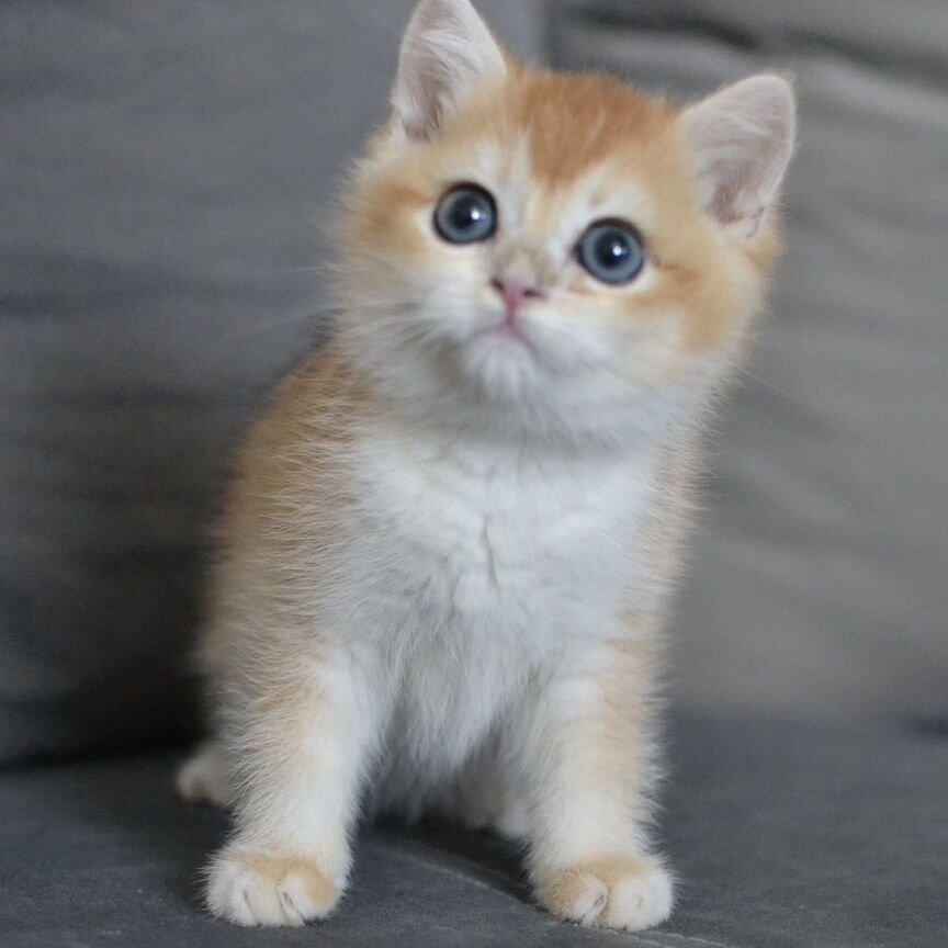 Британский короткошёрстный котёнок