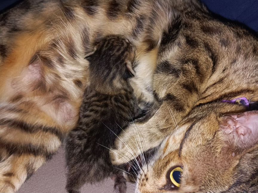 Савана f6 котенок