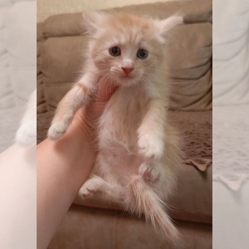 Рыжие котята