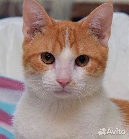 Солнечный котенок- безумно ласковый мальчик