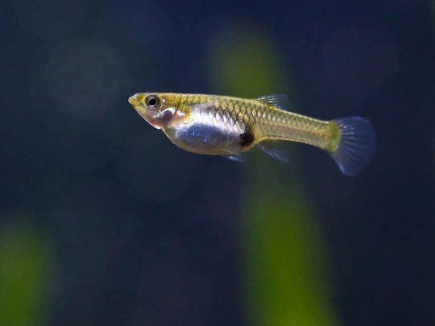 Аквариумные рыбки гуппи