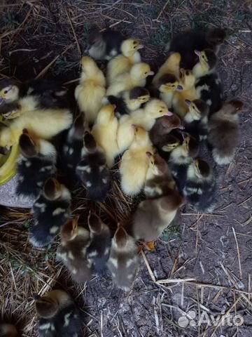 Утята индоутки