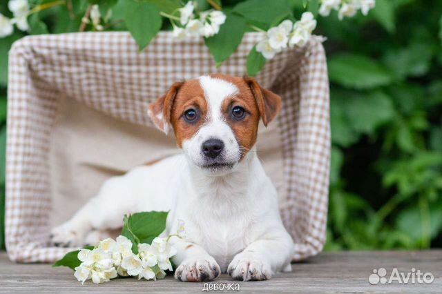 Щенки Джек Рассел терьер