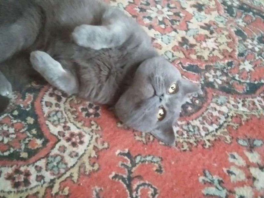 Британская кот, вязка