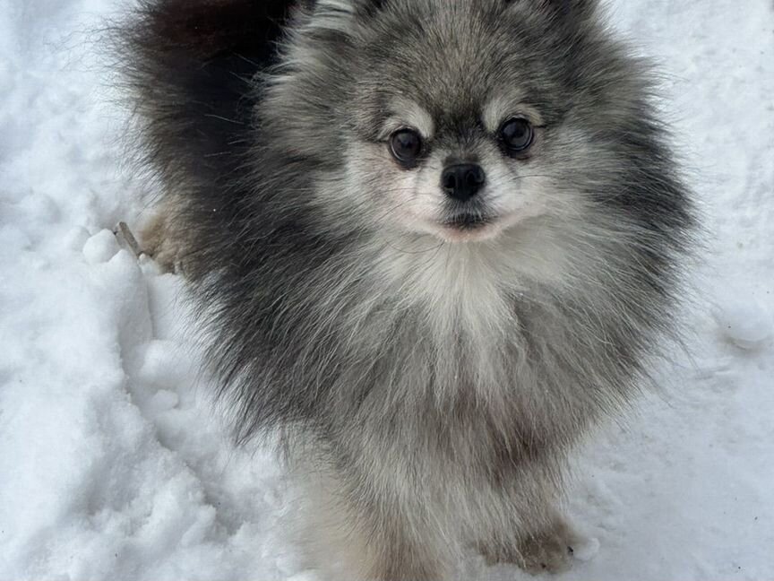 Красотка шпиц