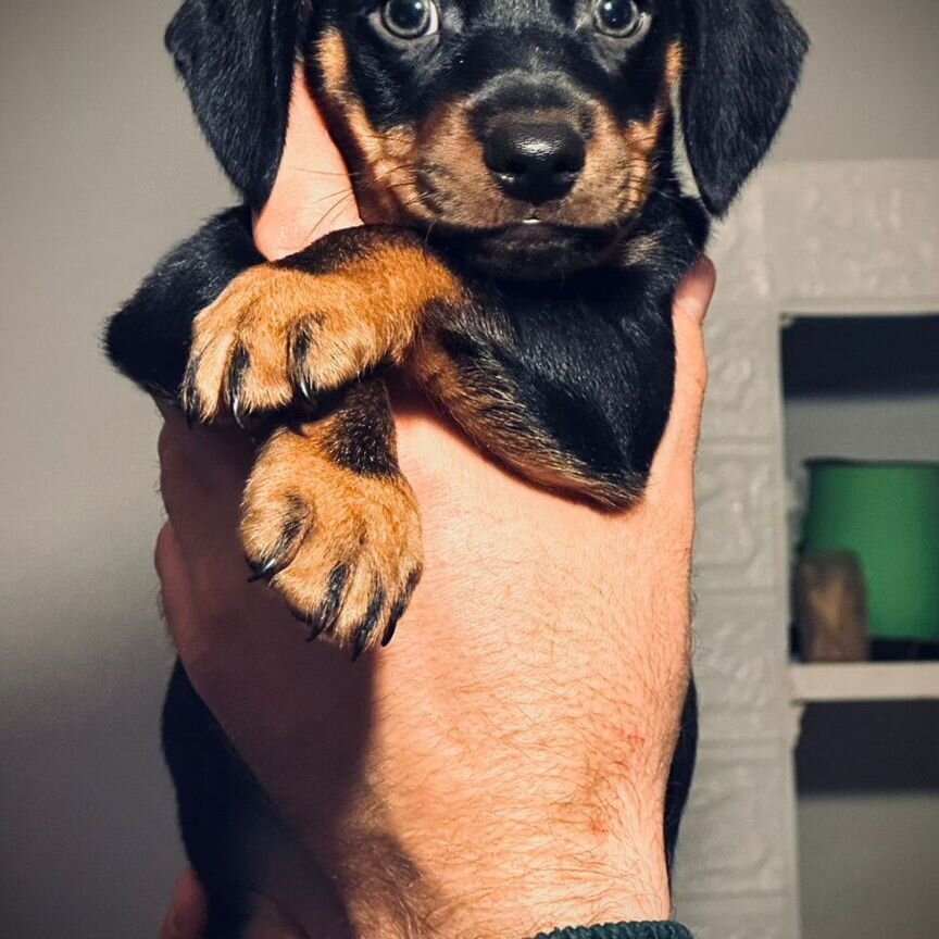 Цвергпинчер