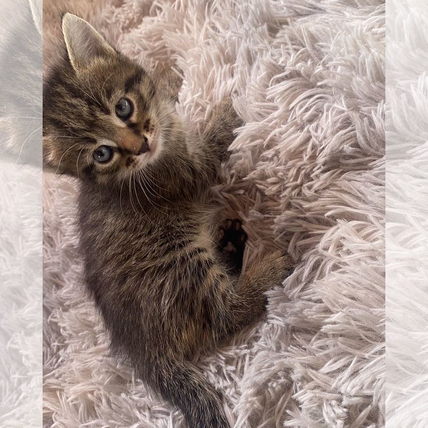 Котёнок в добрые руки