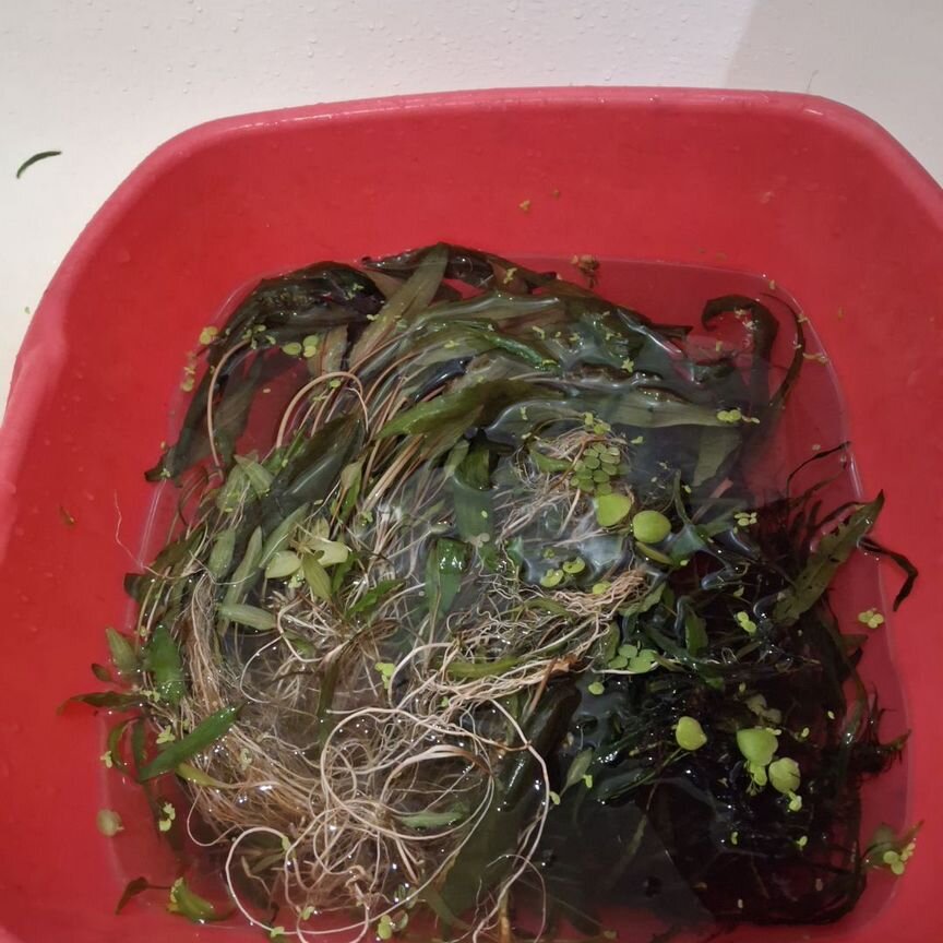 Аквариумные растения бесплатно