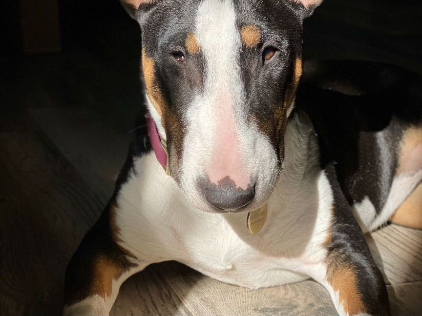 Миниатюрный бультерьер бесплатно