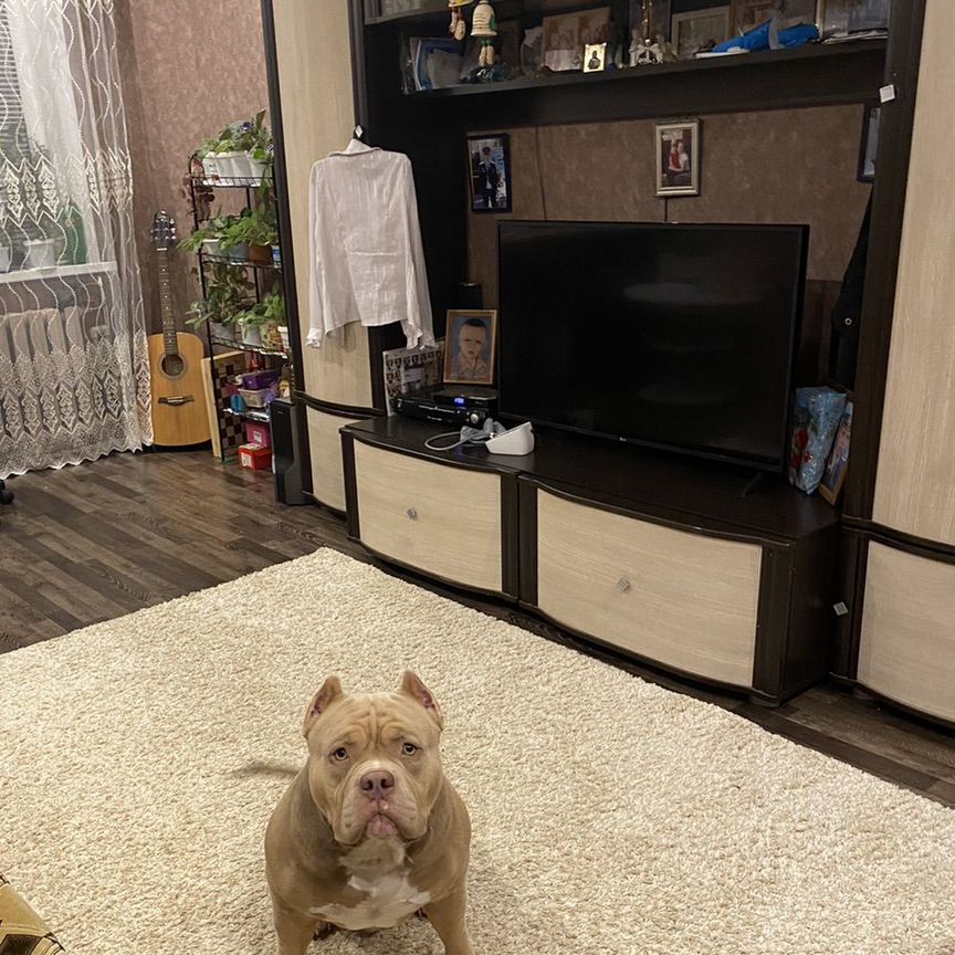 Американский булли стандарт вязка