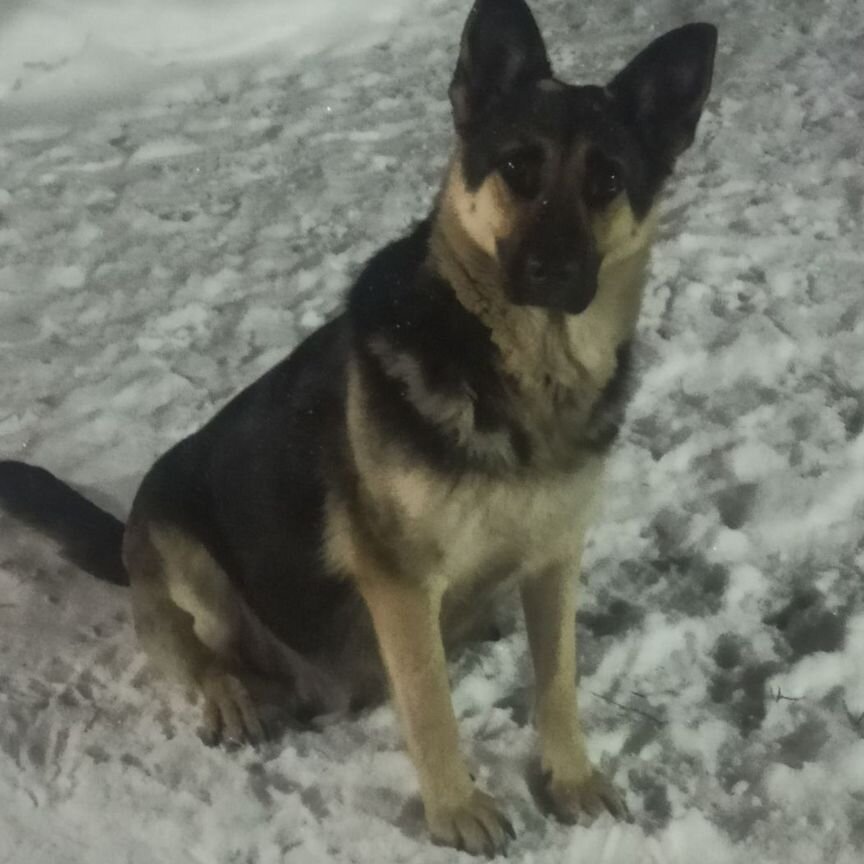 Вео щенки. С документами. Шикарные родители