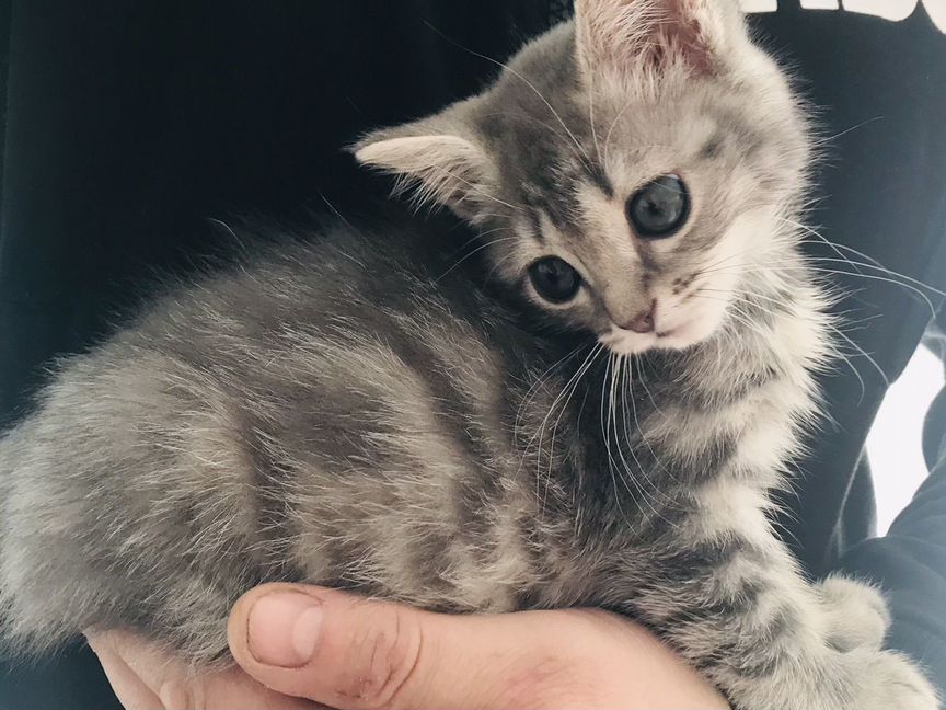 Котенок девочка в самые заботливые ручки