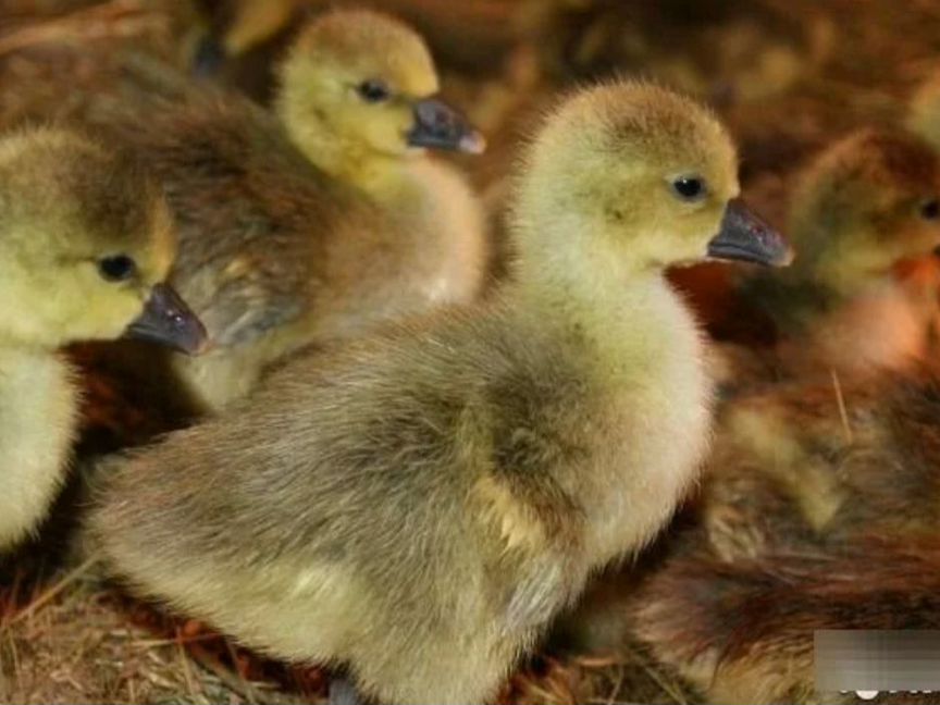 Птица-гусята,утята