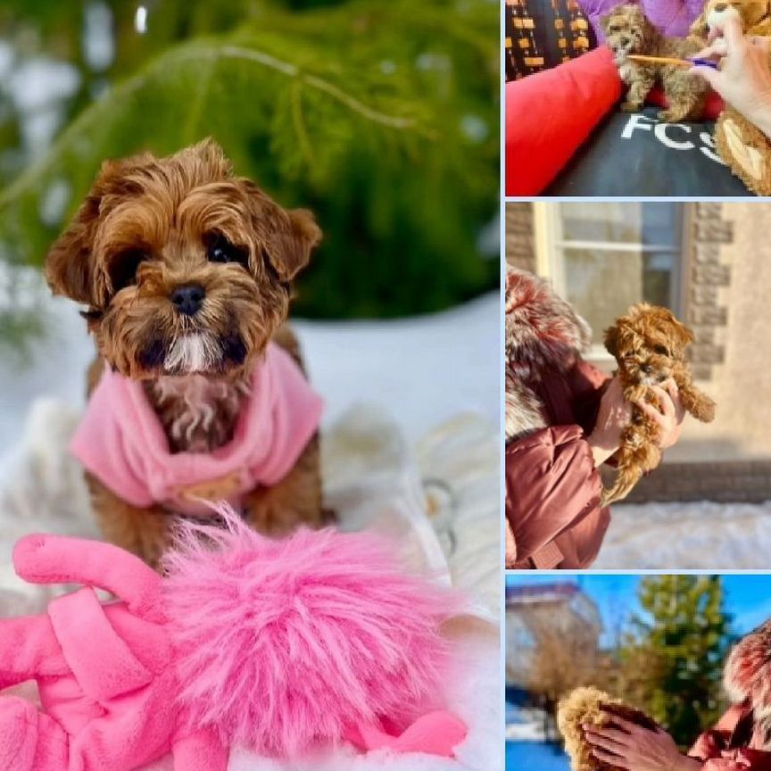 Мальтипу кудрявая mini female