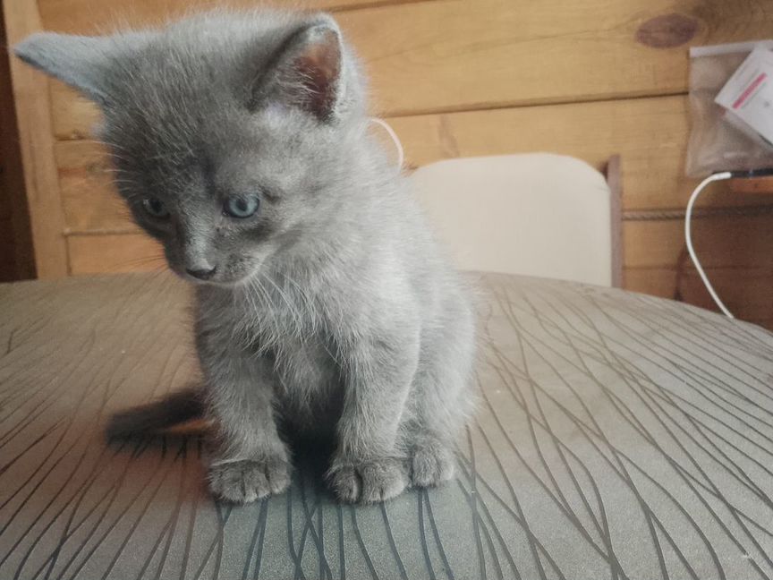Отдам котенка в добрые руки