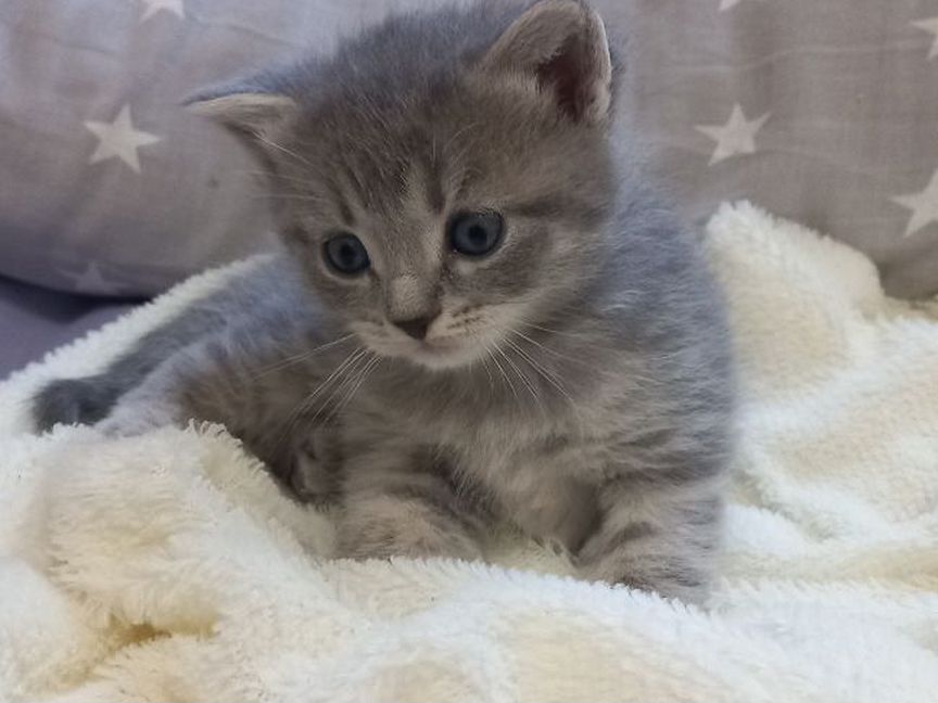 Британские котята