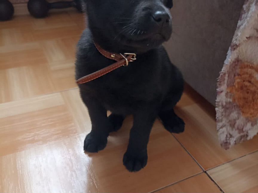 Щенки лабрадора