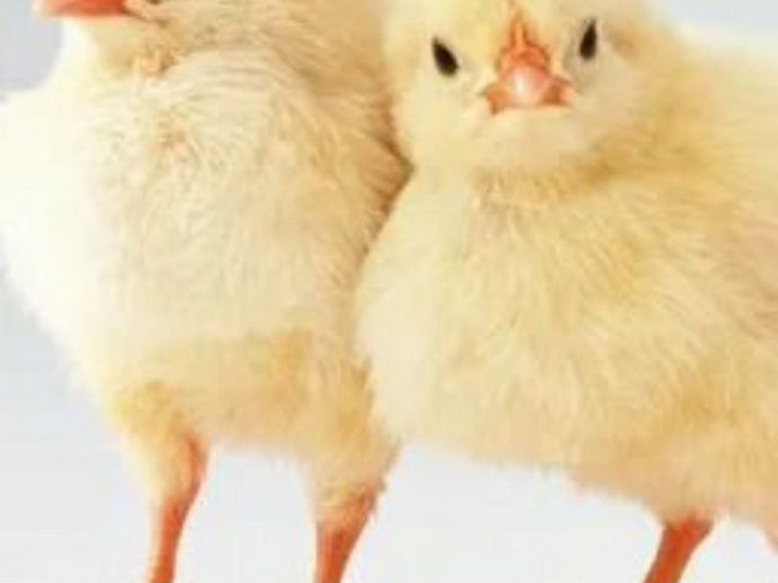 Цыплята суточные