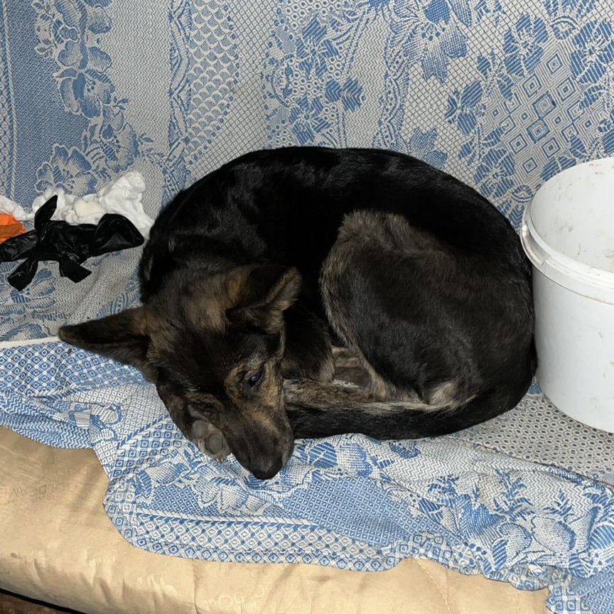 Отдам собачку