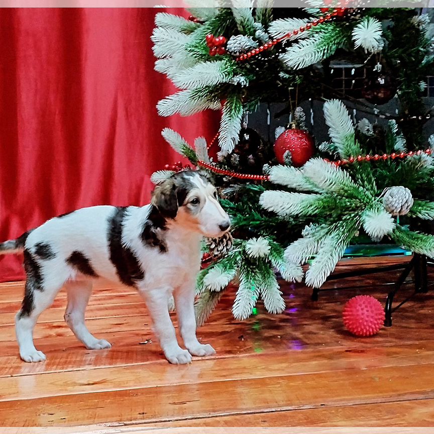 Русская псовая борзая, щенок