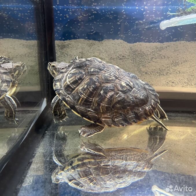 Черепаха с аквариумом и фильтром