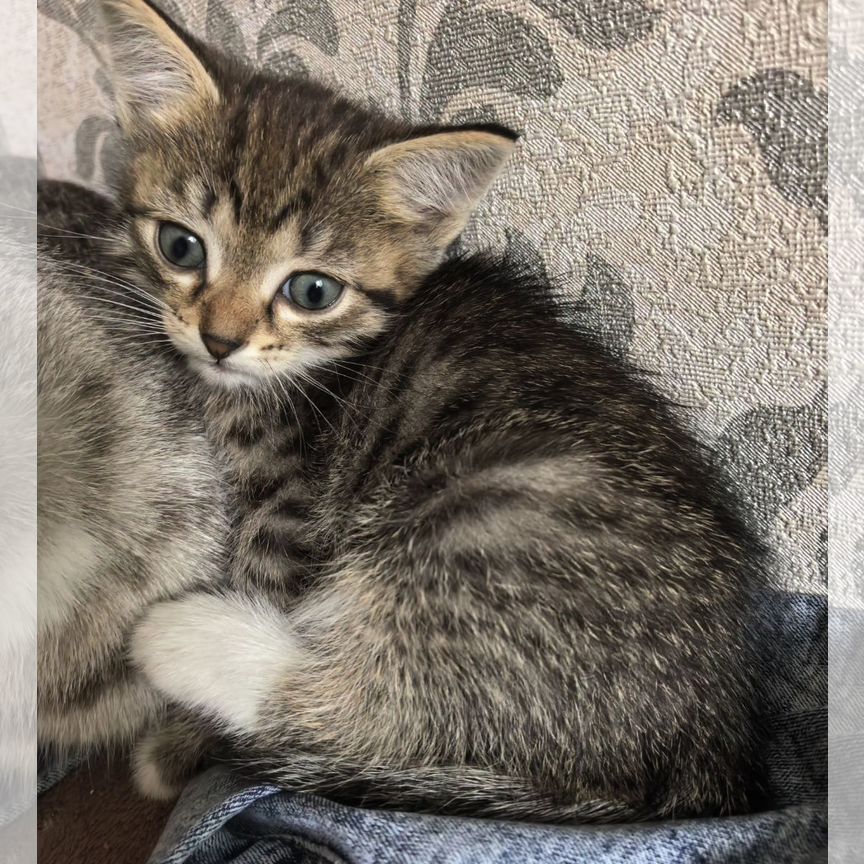 Азиатская табби котёнок