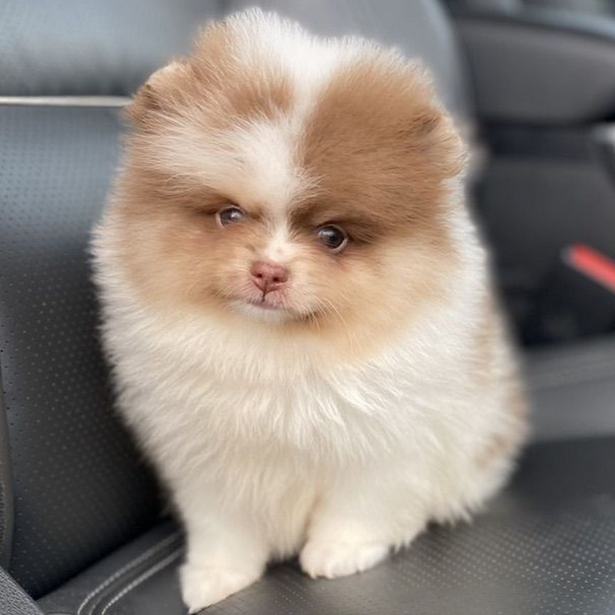 Померанский шпиц, щенок